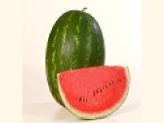 Fahari - Variety Watermelon | Syngenta
