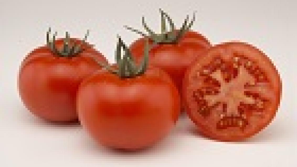 Dolendo - Variety Tomatoes | Syngenta