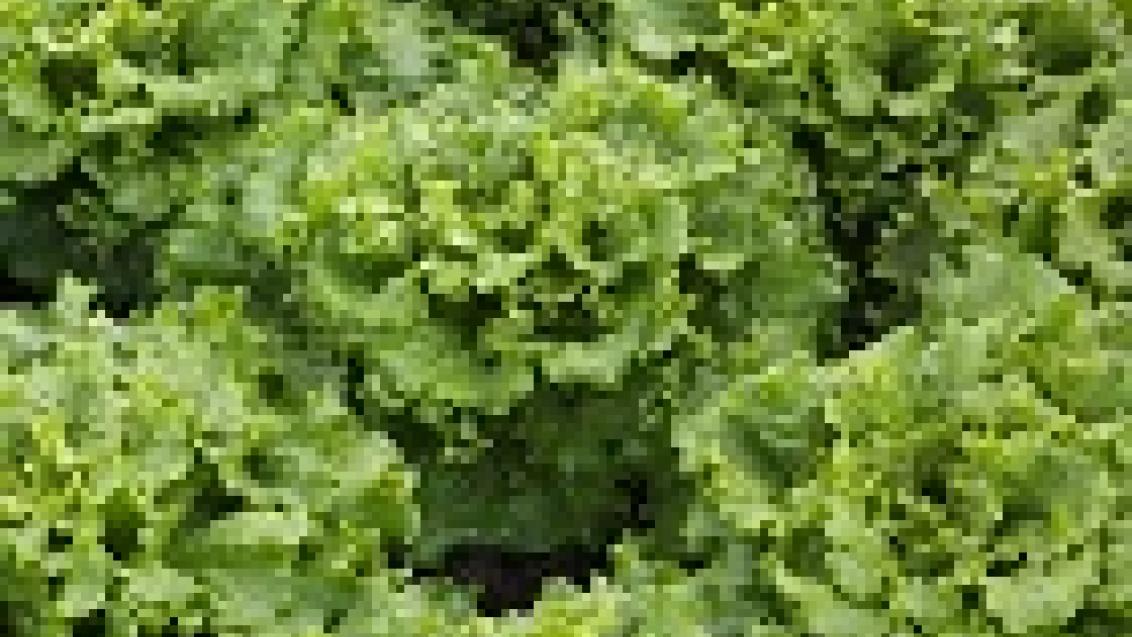 Coriole - Variety Lettuce | Syngenta