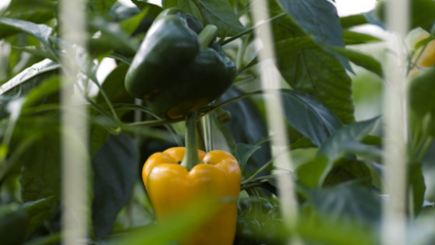 Spray Programs | Syngenta