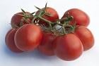 Chibli - Variety Tomatoes | Syngenta