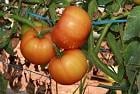 Sagatan - Variety Tomatoes | Syngenta